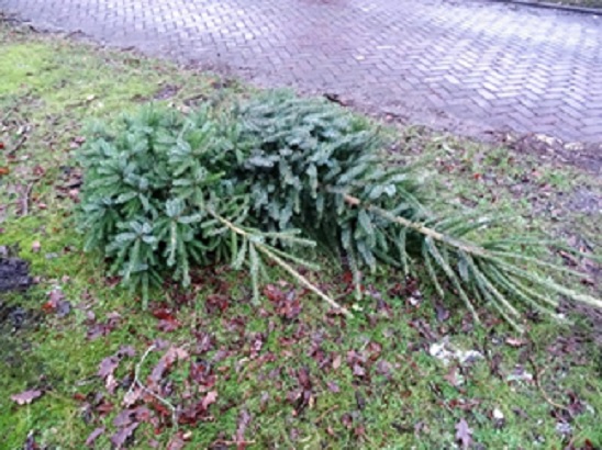 denneboom – InGasteren