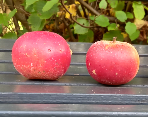 rode appels_2 – InGasteren